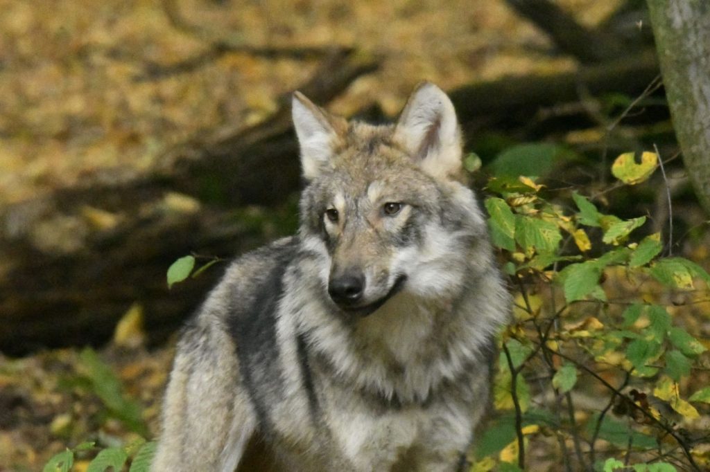Polska zoolożka o wilkach. „Fałszywych informacji jest coraz więcej”